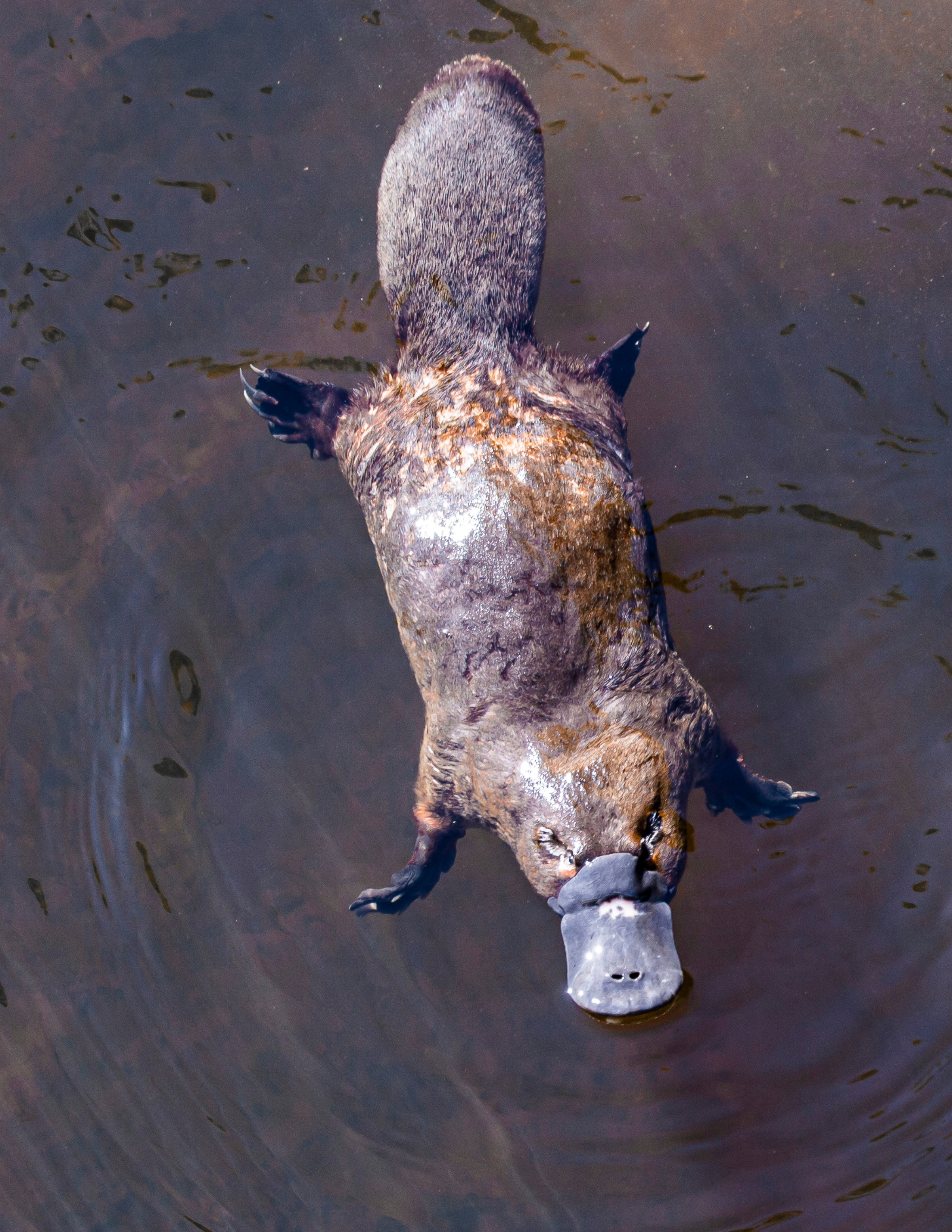 Thinking about a quantum channel as a platypus | A conversation with ...